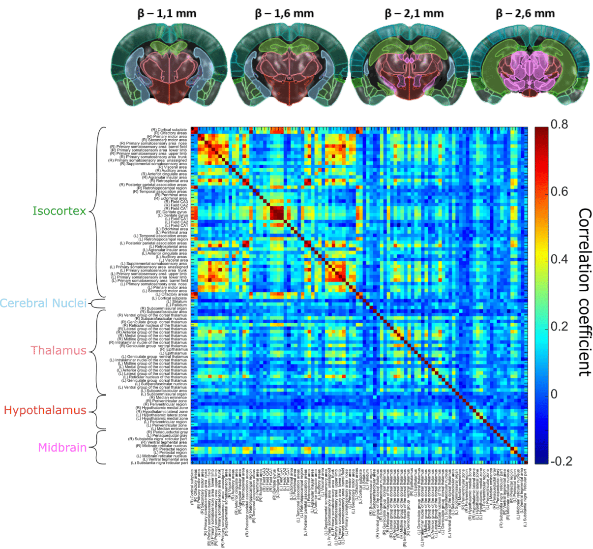 Resting-state functional connectivity - Iconeus