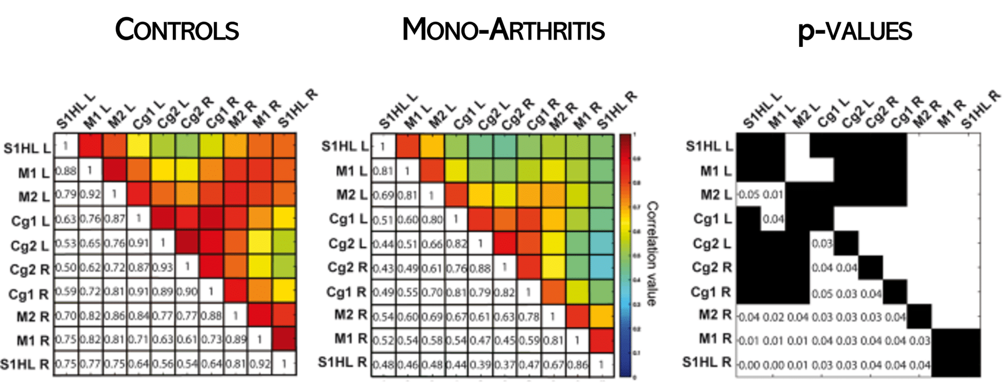 Resting State Functional Connectivity Iconeus